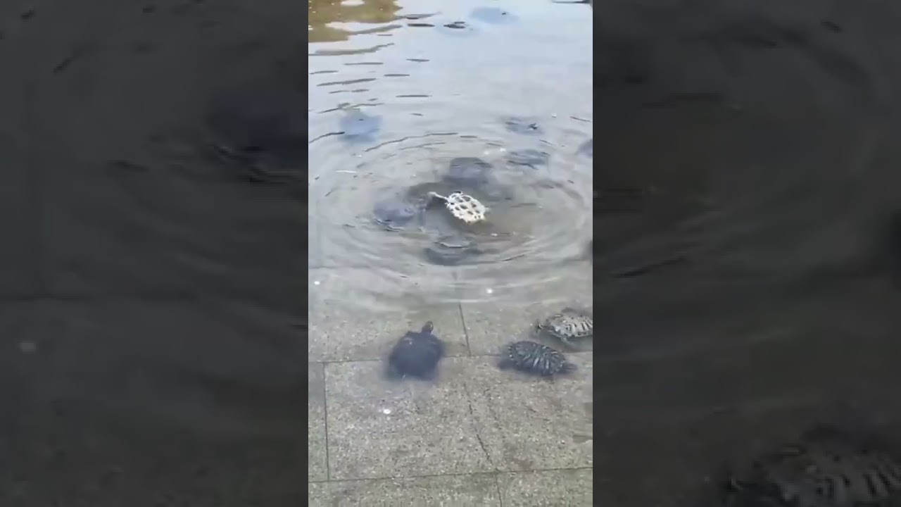 Everyone needs friends sometimes - u/pastebluepaste from r/aww