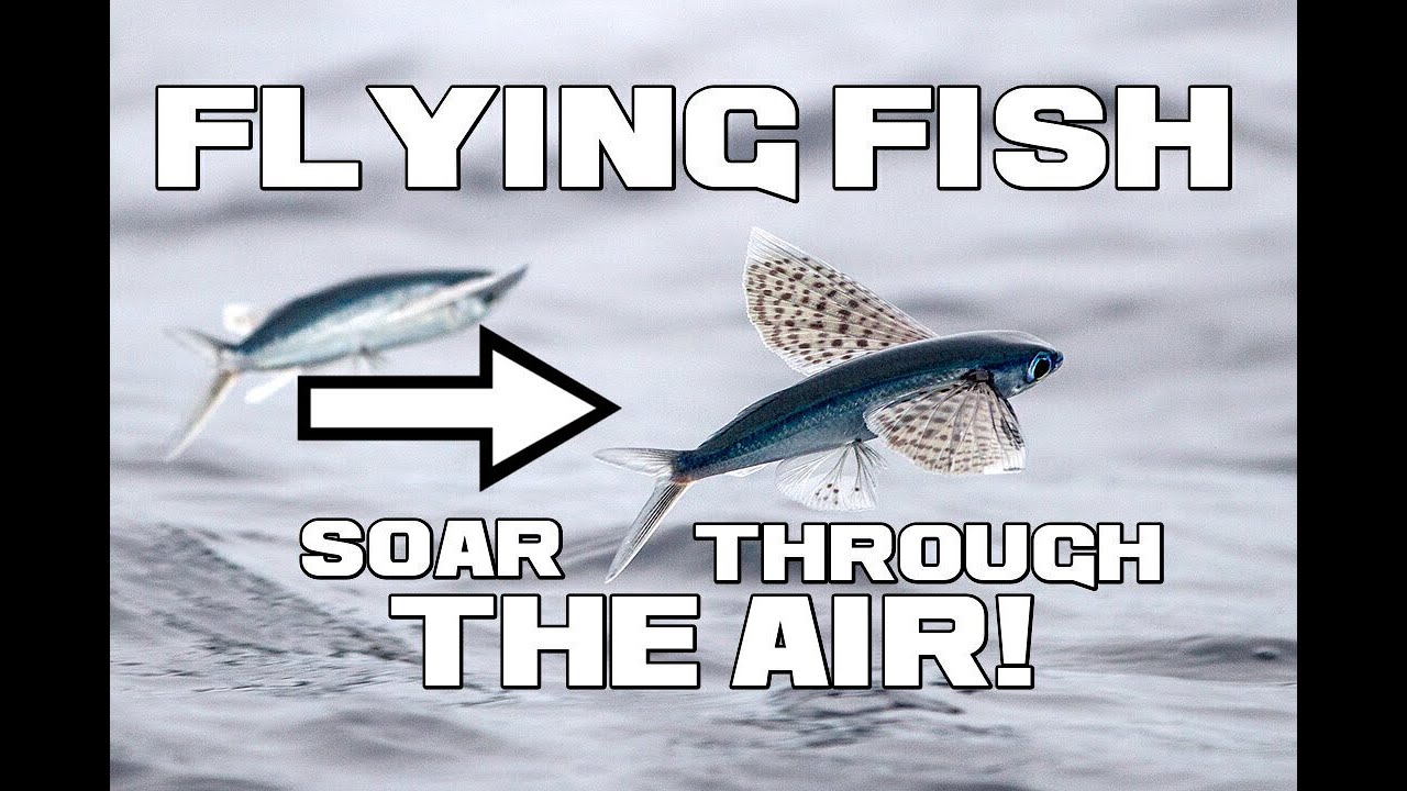 Flying Fish Facts - Superman the Fish - Animal a Day