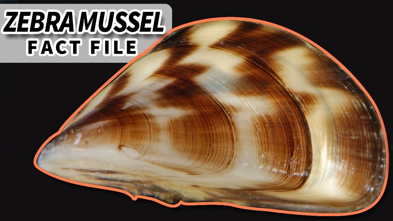 Zebra Mussel facts: more than an INVASIVE species | Animal Fact Files