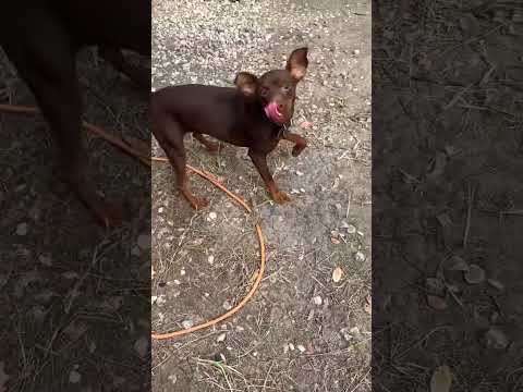 Mini Doberman Pinscher does a trick 🤭