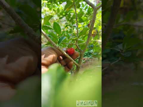 SWEET OOTY CHERRY/BARBADOS CHERRY/பார்படாஸ் செர்ரி #viralshorts#terracegarden #ternding #tamil#fruit