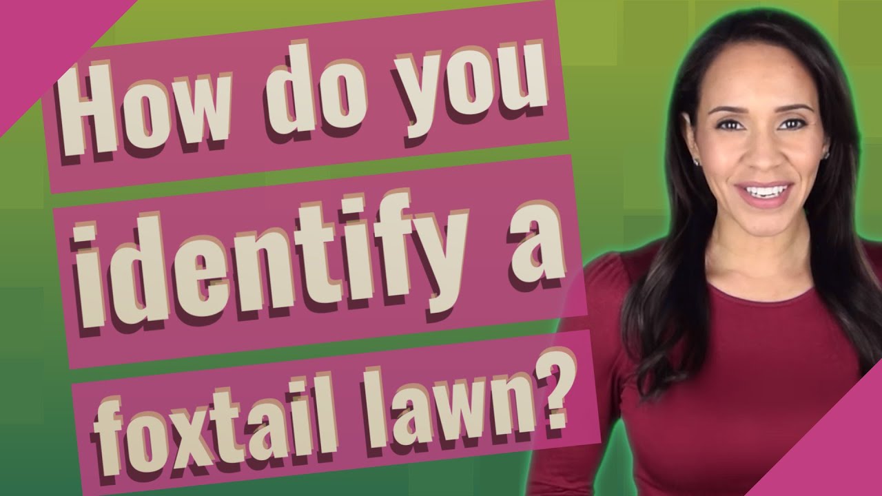 How do you identify a foxtail lawn?