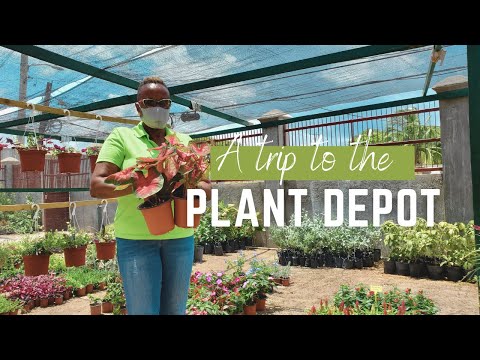 I went on a field trip to the Plant Depot - here's what I found out 🌱😍 | Affordable Plants