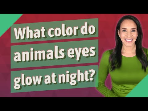 What color do animals eyes glow at night?