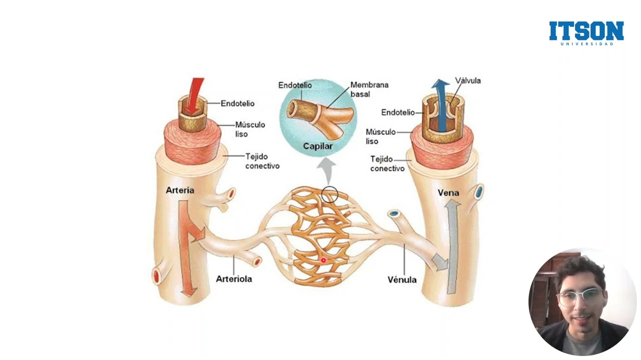 Histología de los Capilares
