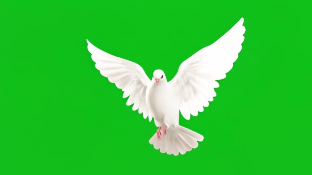 white flying dove chroma key / Paloma blanca volando pantalla verde