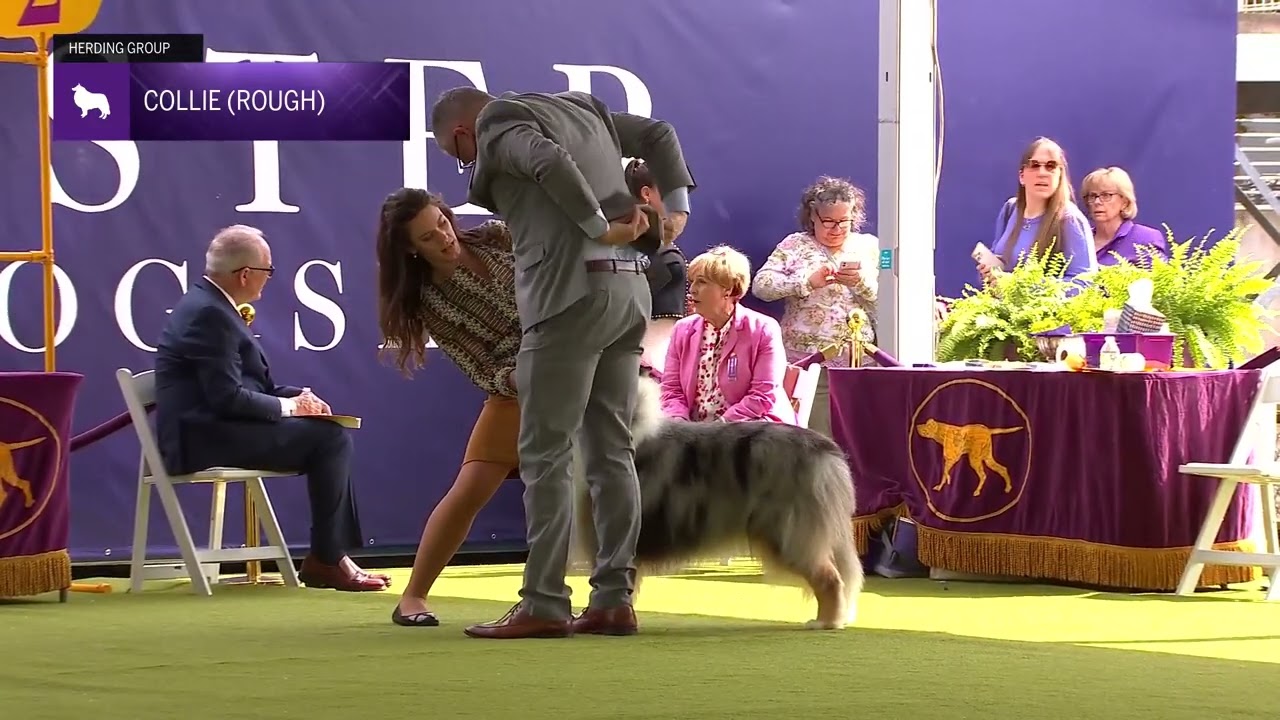 Collies (Rough) | Breed Judging 2024