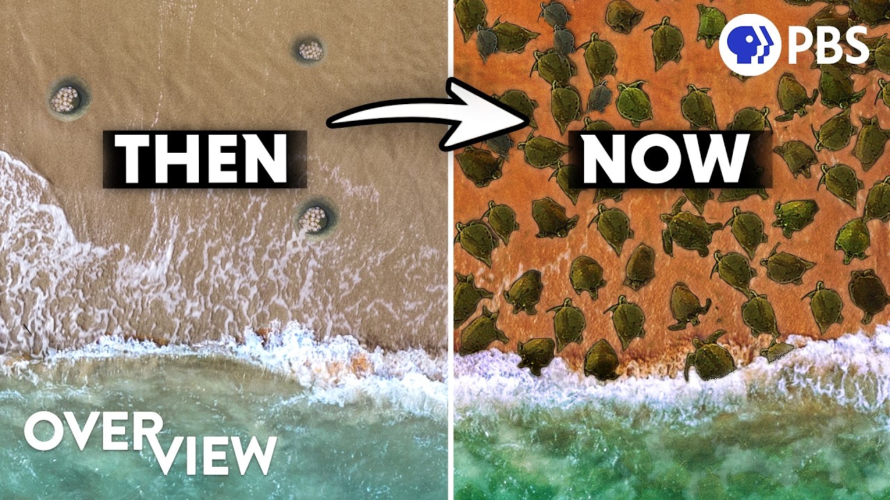 How Stealing Endangered Turtle Eggs Saved Them From Extinction