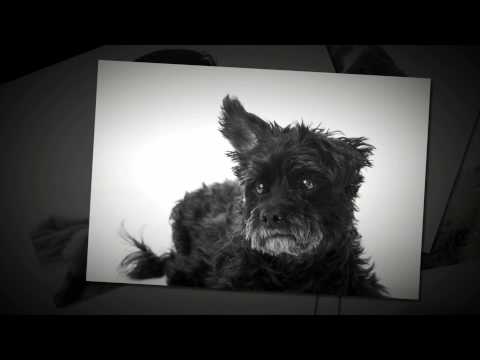 Pet Photographers in Guelph, Kitchener and Waterloo