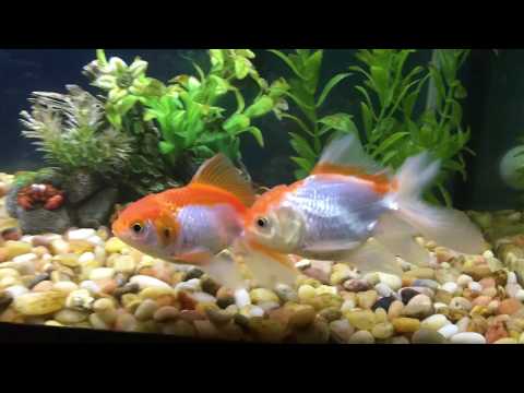 Razmnožavanje i živčani sustav :: Biologija - ribe