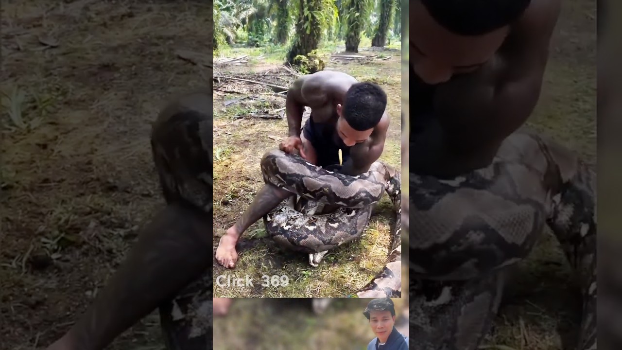 Reticulated Python vs Human – Unbelievable Confrontation