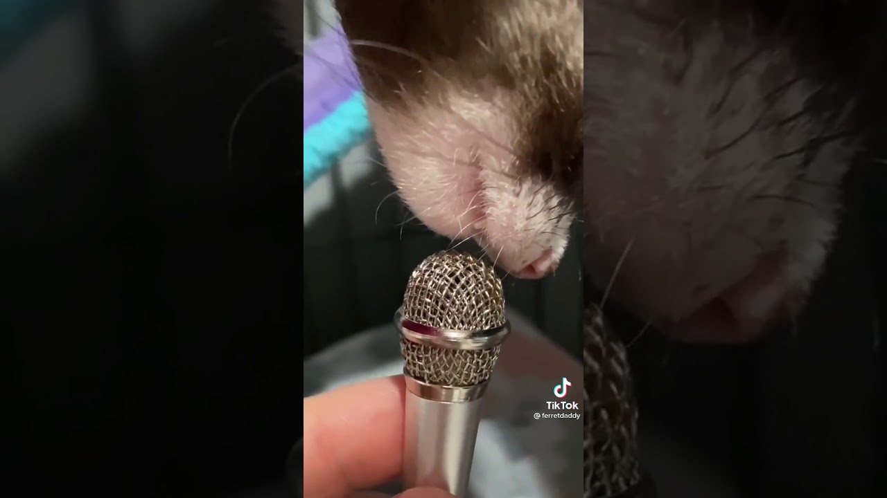 Man records his ferrets sleeping meme