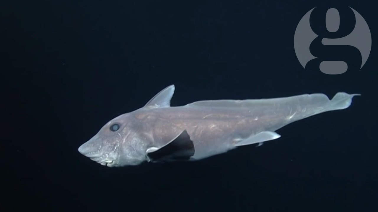 Rare ghost shark caught on film for the first time – video