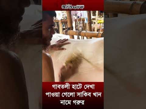 গাবতলী হাটে দেখা পাওয়া গেলো সাকিব খান নামে গরুর