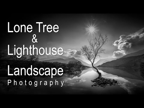 Lone Tree & Lighthouse Landscape Photography