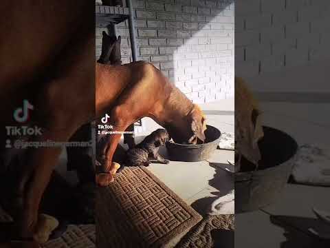 fila brasileño # cachorra