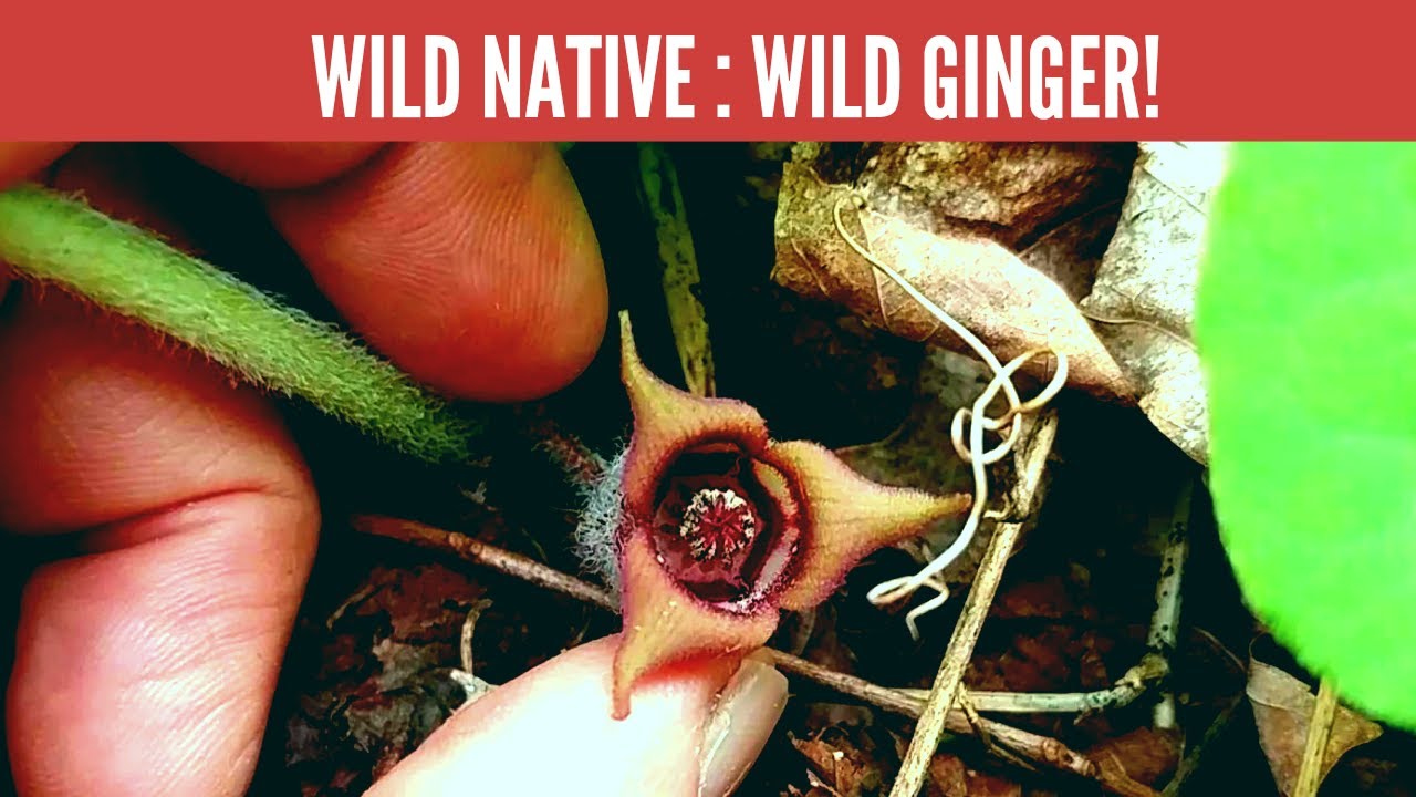 Discover Wild Ginger's hidden flower and culinary history!
