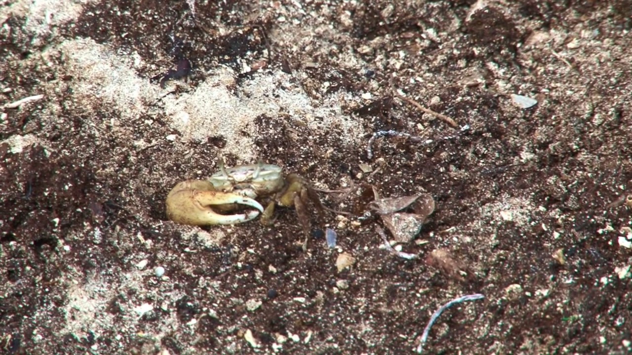 Wild Minute: The Fiddler Crab
