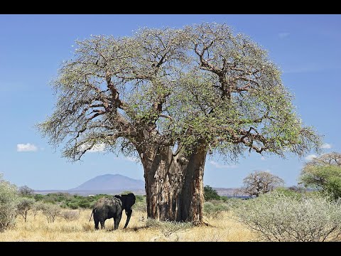 The Baobab Tree – Hope For Youth Ministries