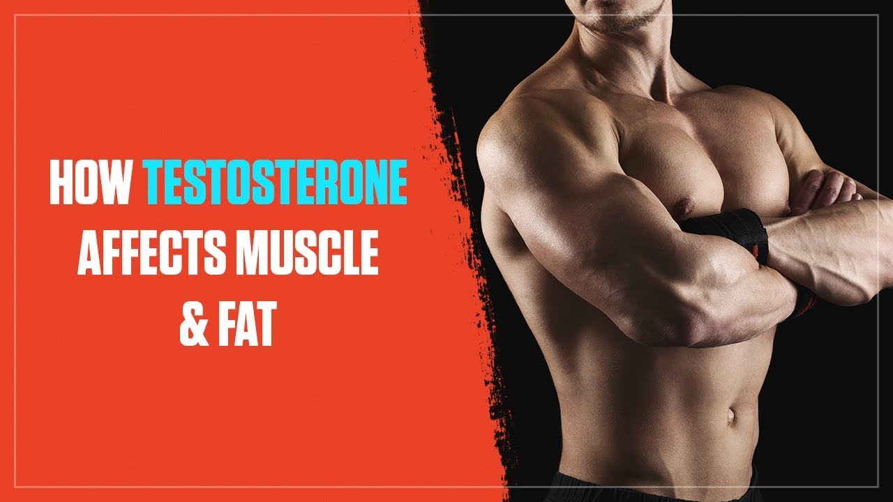 How Testosterone Levels Affect Muscle Growth and Fat Loss (2018)