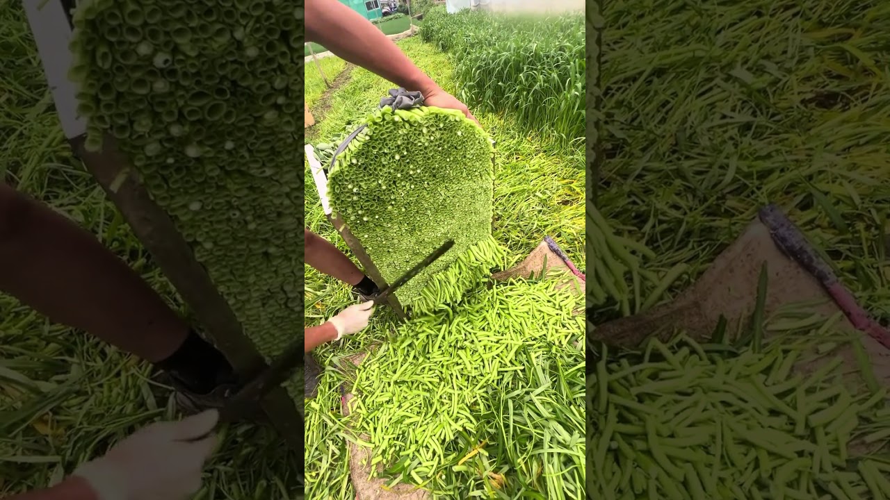 RT 5053170110689 mini rotary tillage and ridging all-in one tree 🌲 short view