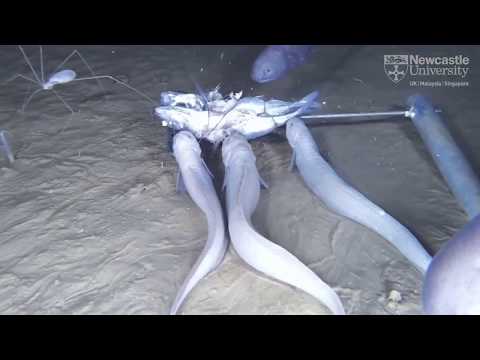 Scientists Discover Trippy New Translucent Fish at the Bottom of the Ocean