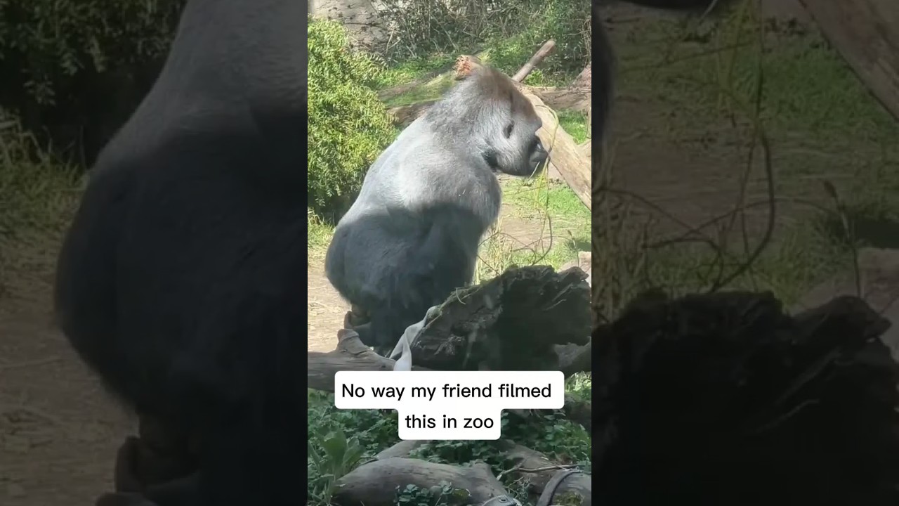 The Gorilla eat his own poop🤮 #animal #zoo #wild #gorilla