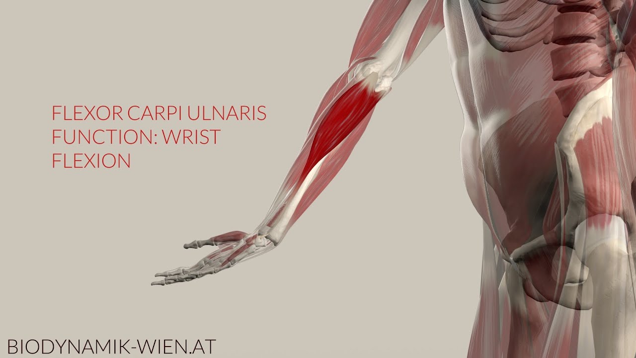 Flexor Carpi Ulnaris Function Wrist Flex 3D Animation