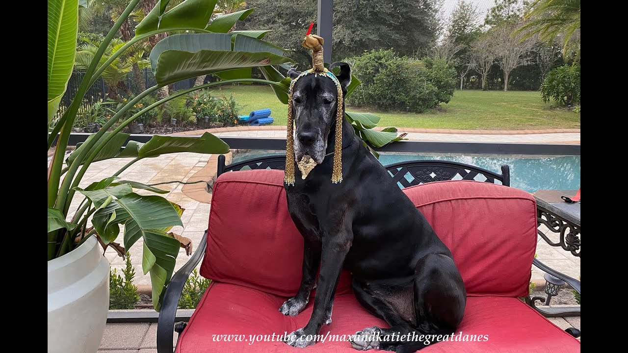 Great Dane Is Pawesome As Cleo-Paw-Tra Queen Of The Lanai