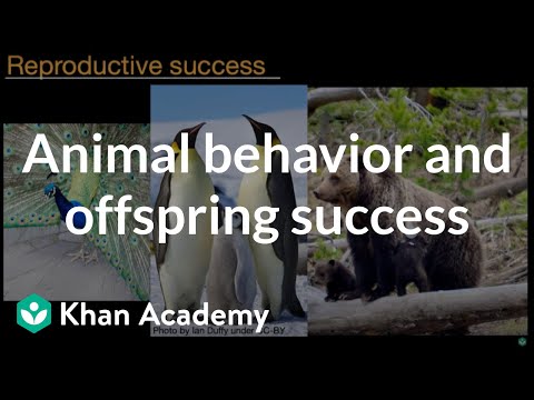 Animal behavior and offspring success (video) | Khan Academy