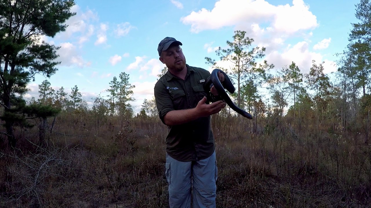 Eastern Indigo Snake Home Range
