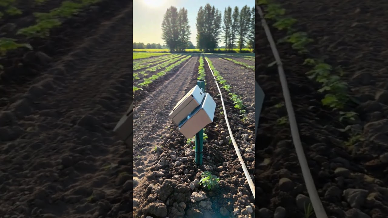 Soil Moisture Sensor | Esular
