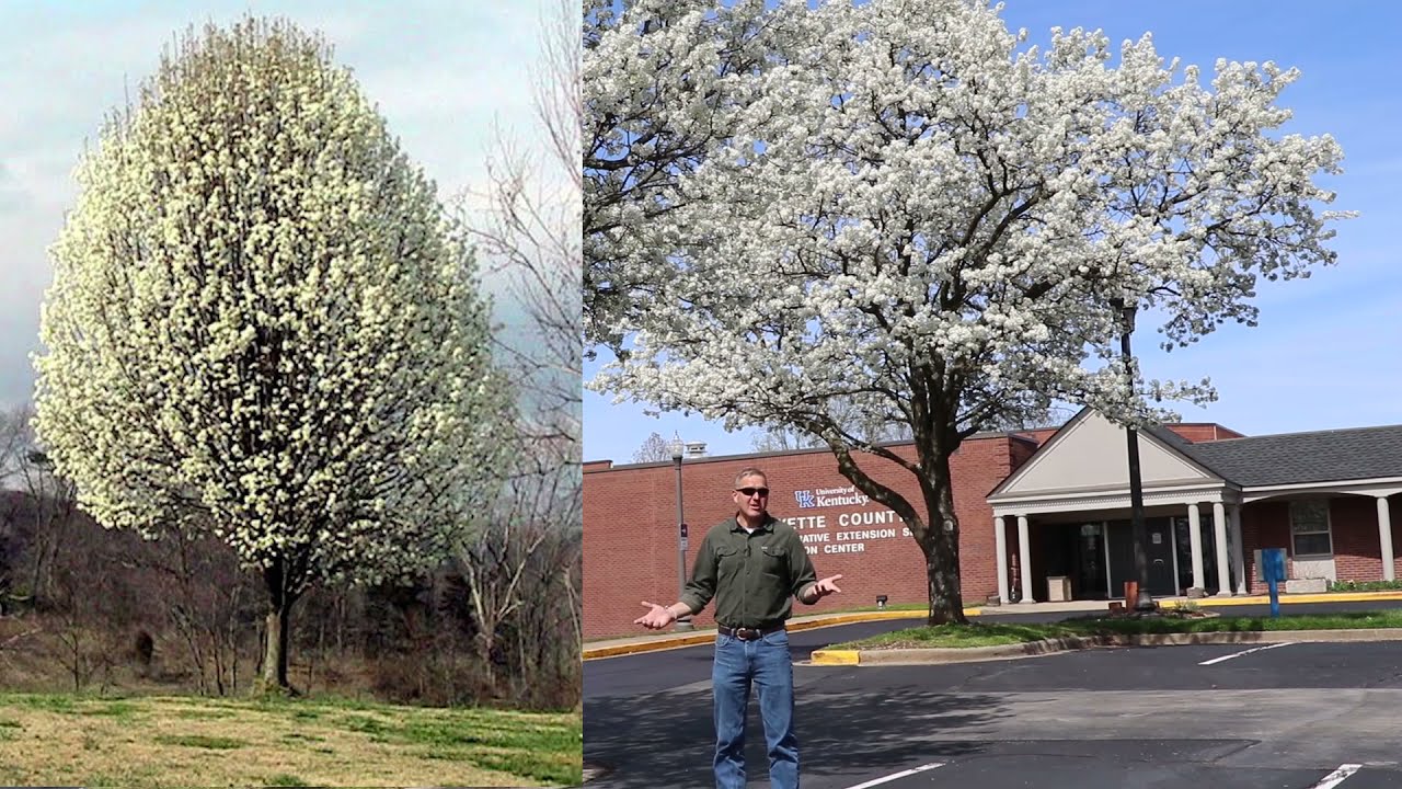 The Plague of the Ornamental Pear