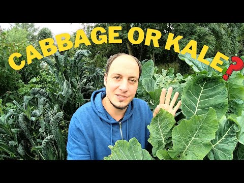 Is Kale Better than Cabbage? Here's Our Top 3 Varieties