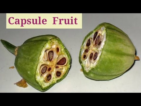 Capsule Fruit / Dehiscent Fruit (Lecture 15) In Hindi/Urdu.
