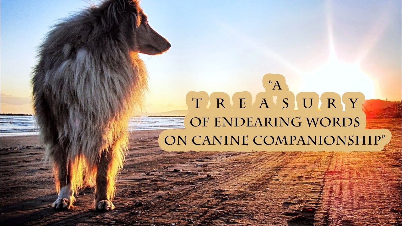 Unconditional Love A Collection of Golden Words About Dogs | #quotes #bestquotesaboutdogs
