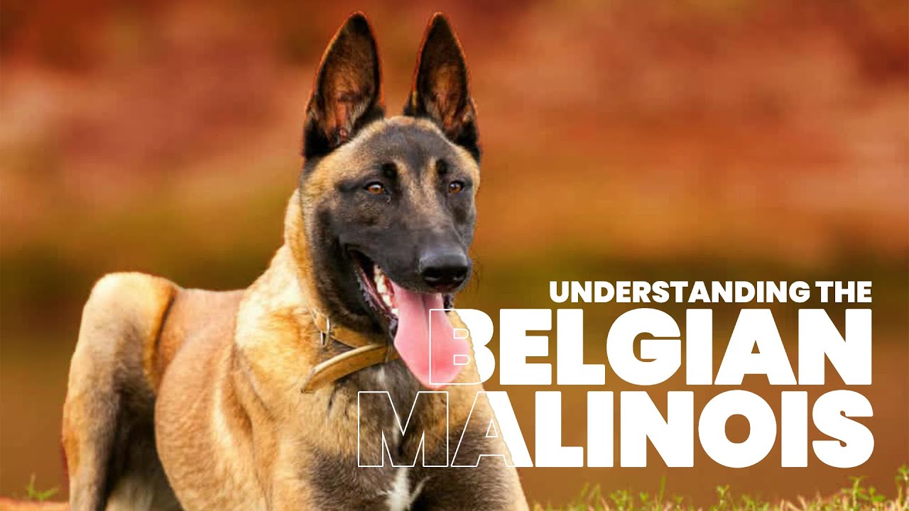 The Ultimate Guide to Belgian Malinois Training & Care