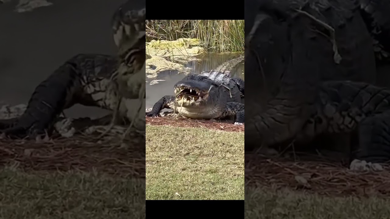 The crocodile actually crushed the turtle's shell!😱😱🐊
