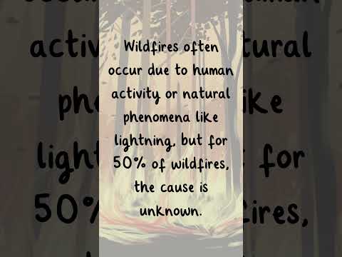 What is a Wildfire? | Wildfire Definition for Kids! | Twinkl USA
