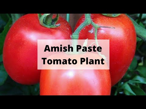 The correct pronunciation of Amish Paste Heirloom Tomato Plant