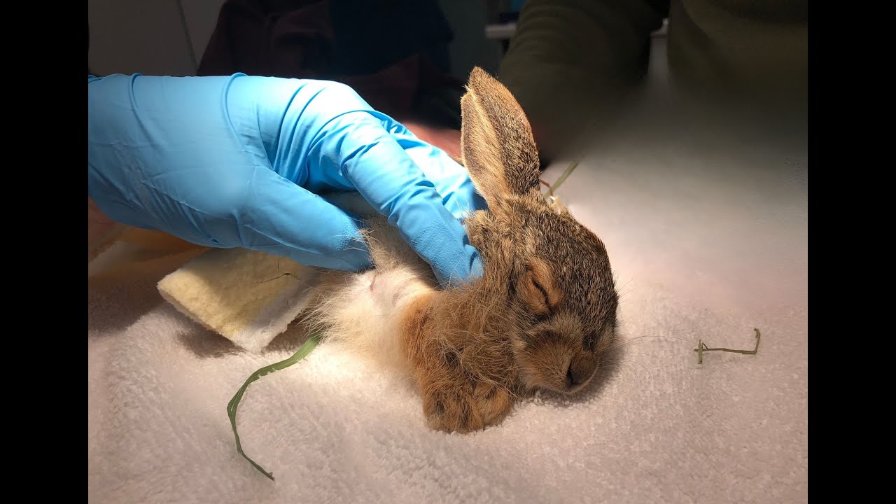 Help Give Our Wildlife Patients a Second Chance at Life #GivingTuesday 2023