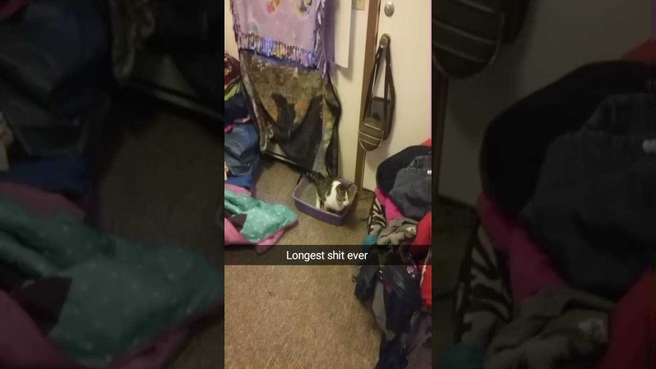 Cat shitting