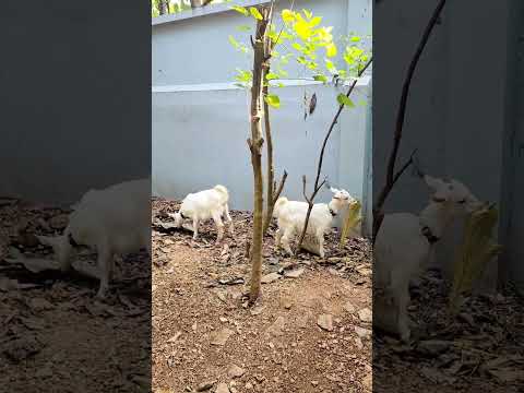 Hey! We Are 3 Months Today | Hungry Baby Saanen Goats