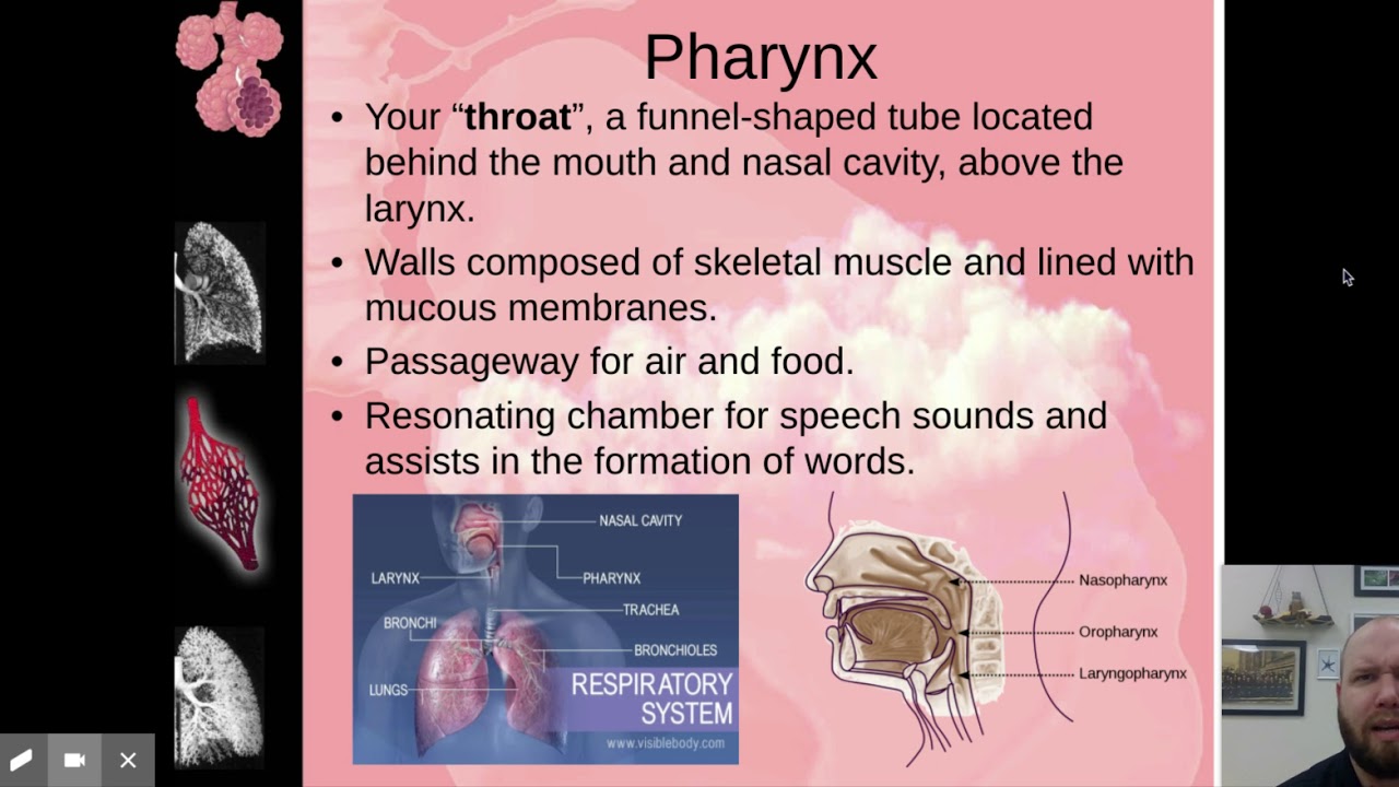 Respiratory.ppt - Google Slides