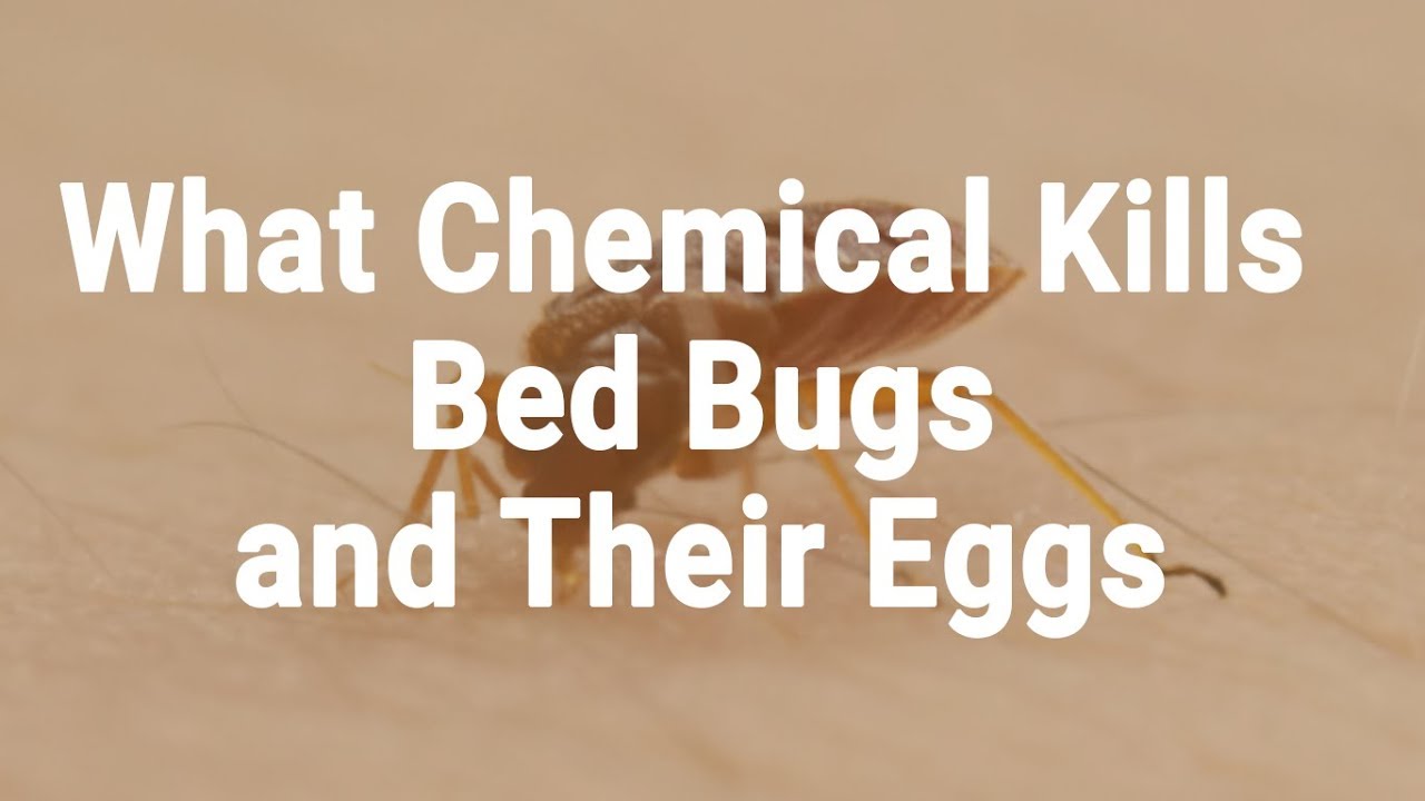 What Chemical Kills Bed Bugs and Their Eggs (Faster Method)