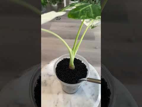 Don't Toss Your Alocasia Stump! #houseplants #alocasia #rareplants