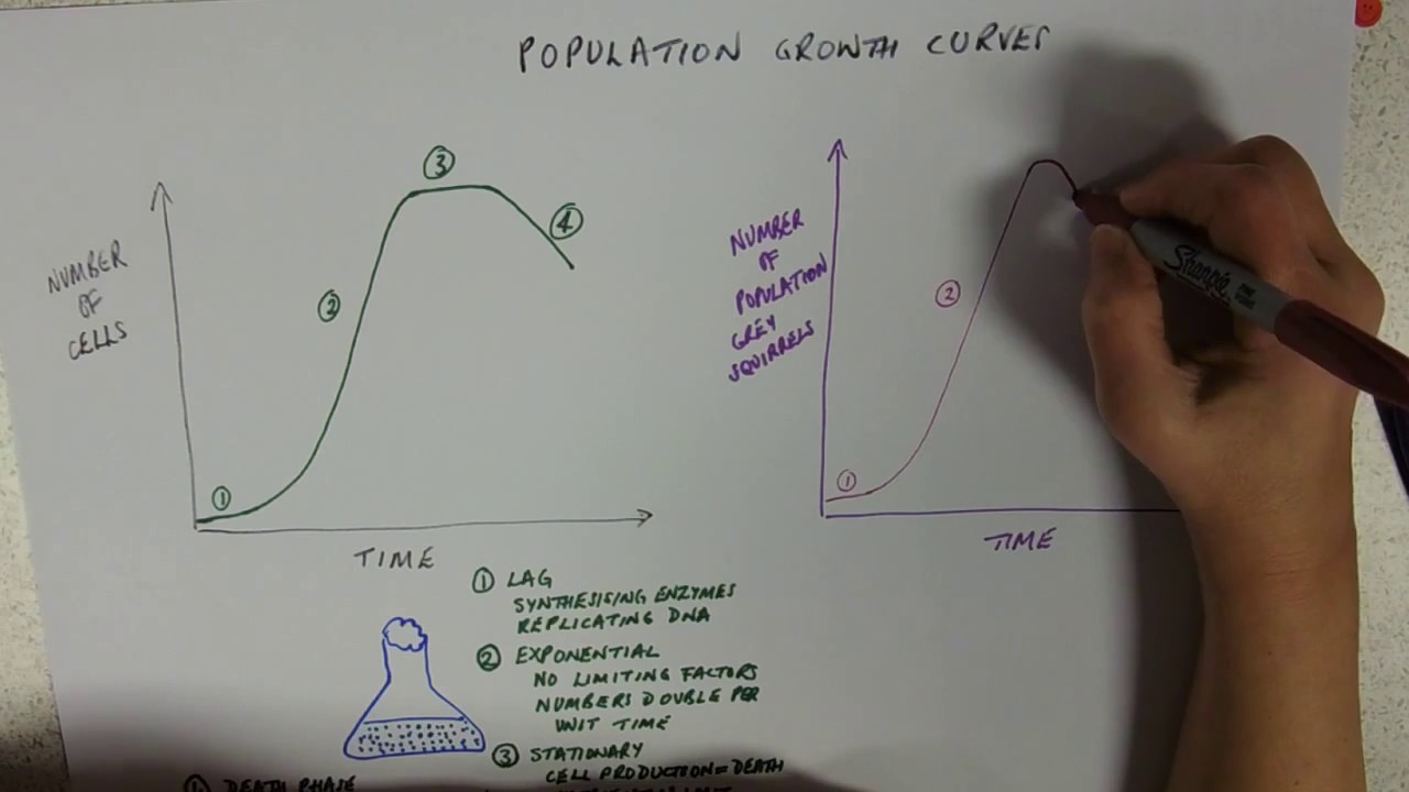 Population Growth Curves