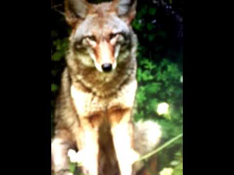 What does the coyote say by annabelle ledford