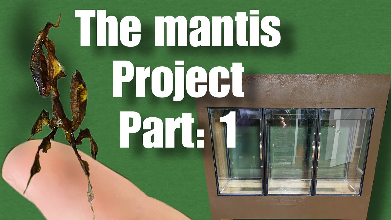 Bioactive Ghost mantis enclosure! (the mantis project part: 1)