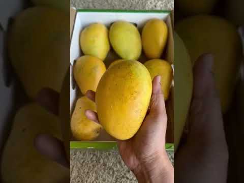Banginapalli Mangoes in USA | Order Fresh Indian Mangoes Online ðŸ¥